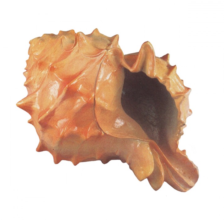 Spiny Helmet sea shell | Barrango, MFG