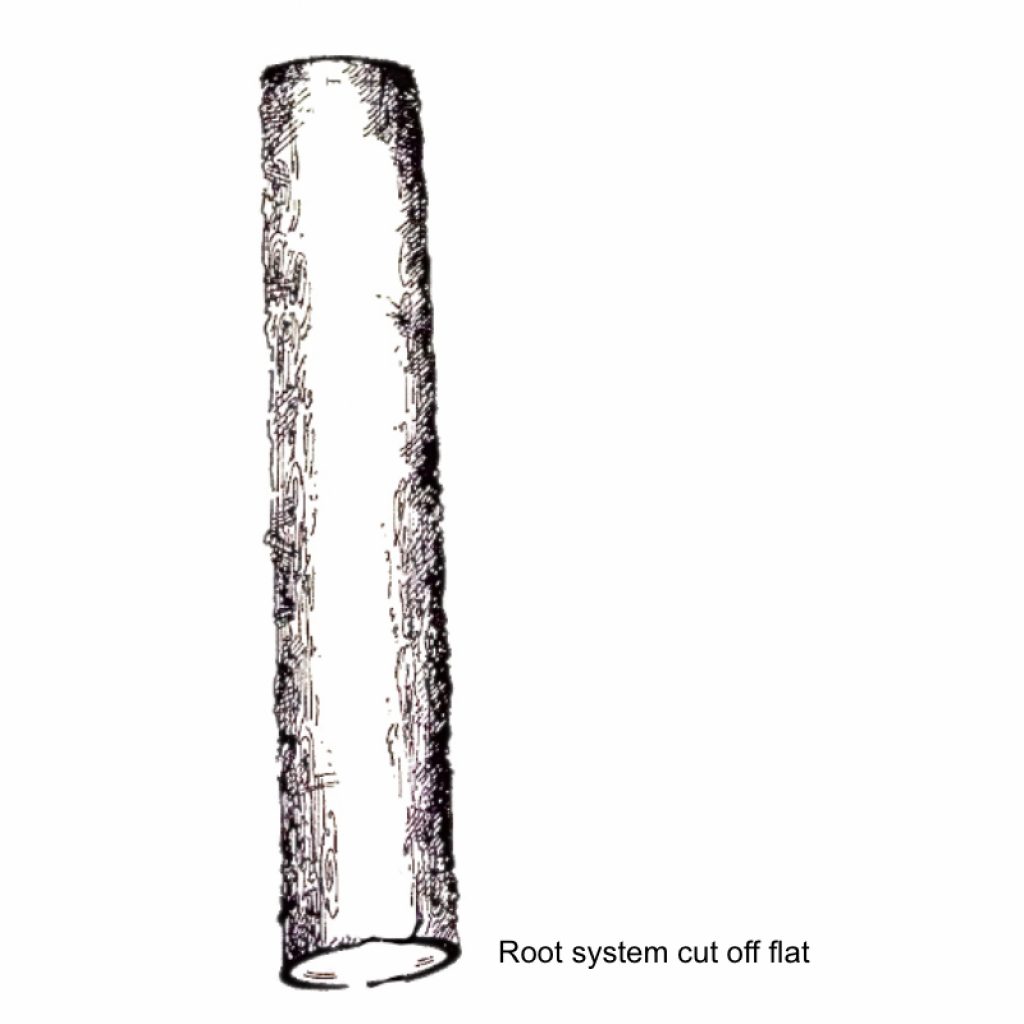 large-18-inch-diameter-tree-trunk-flat-no-roots | Barrango, MFG